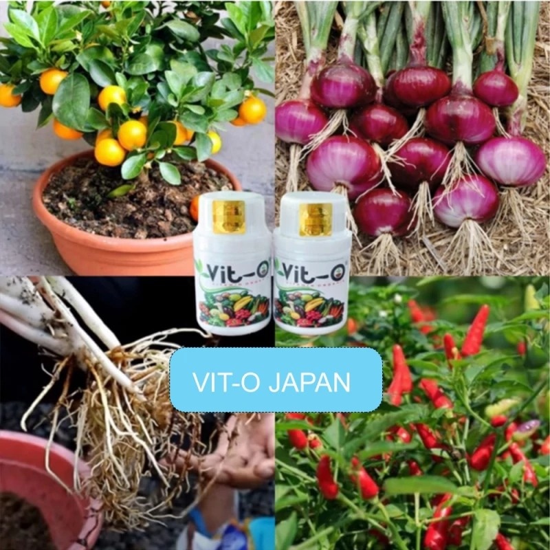 Jual Vit O JAPAN | Shopee Indonesia