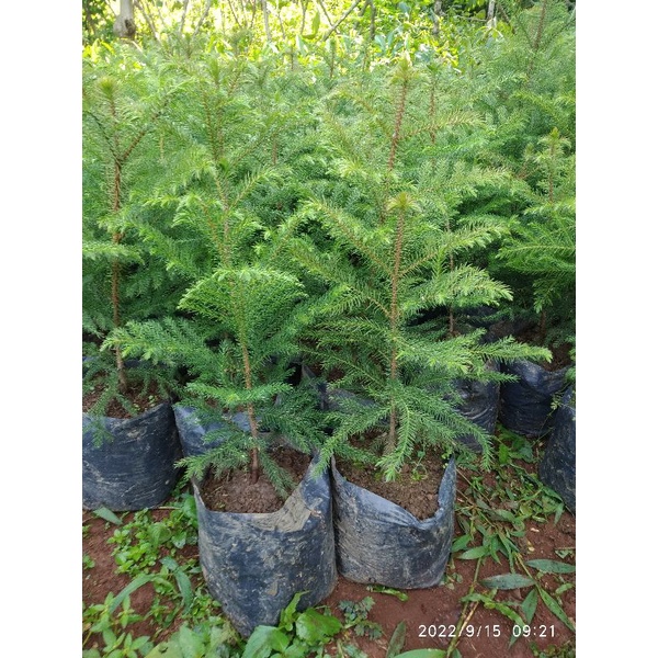 Jual Bibitan Cemara Norfolk/Araucaria Heterophylla Tinggi 35-40 Cm ...