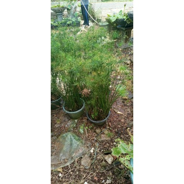 Jual tanaman air papyrus/tanaman hias air papyrus/tanaman air | Shopee ...
