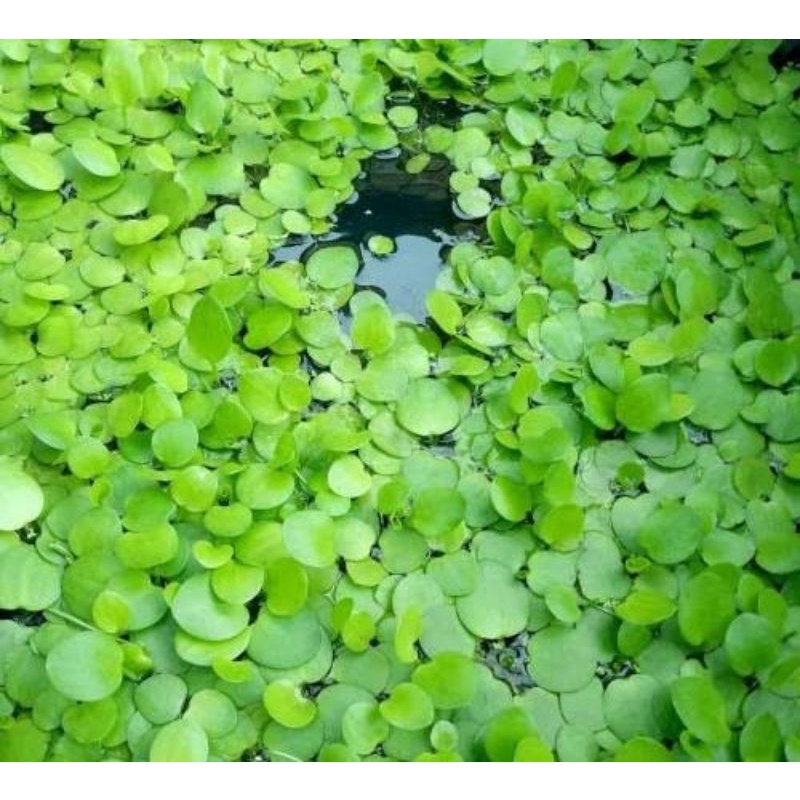 Jual Tanaman air amazon frogbit perbungkus dan banyak bonus | Shopee ...