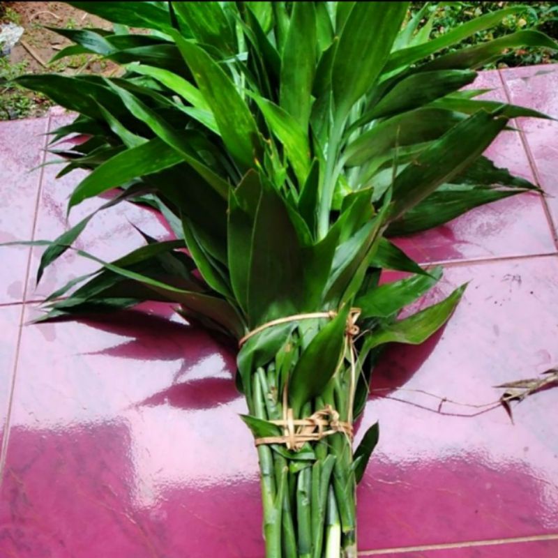 Jual Stek tanaman bambu hoki 10batang | Shopee Indonesia