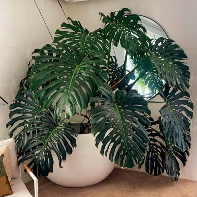 Jual tanaman hias monstera king ukuran bibit - tanaman monstera king ...