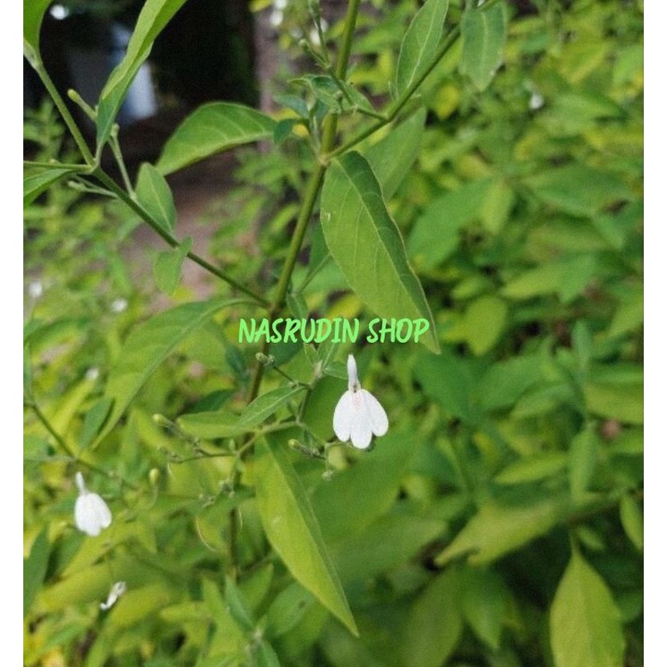 Jual DAUN MANUKAN 100 LEMBAR SEGAR | DAUN TAREBAK | RHINACANTHUS ...