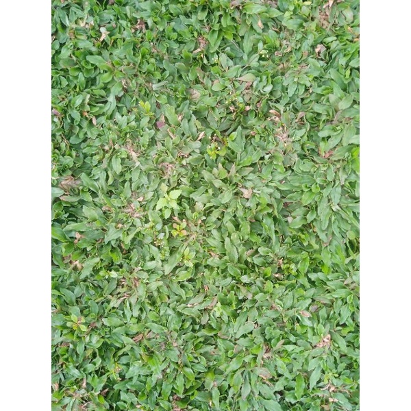 Jual Rumput Gajah Mini 1 Meter Tanam Tukang Taman Jabodetabek