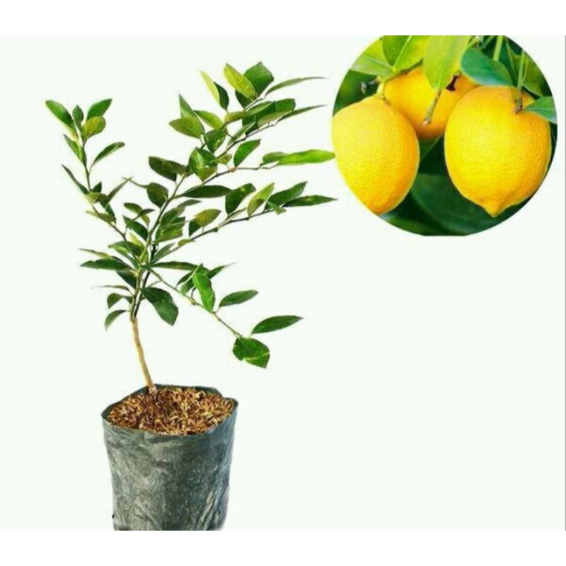 Jual Bibit jeruk lemon hasil stek batang bukan dari biji cepat berbuah ...