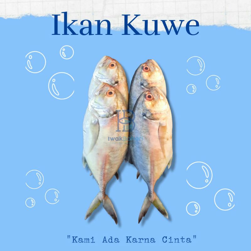 Jual Ikan Kuwe Cililin Segar | Shopee Indonesia