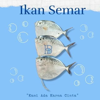 Jual Ikan Semar Terlengkap & Harga Terbaru Oktober 2025 | Shopee Indonesia