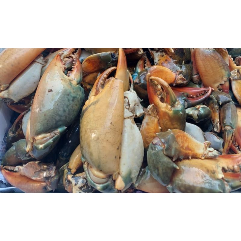 Jual CAPIT KEPITING JUMBO PREMIUM/ SUPER /SEGAR 1KG | Shopee Indonesia