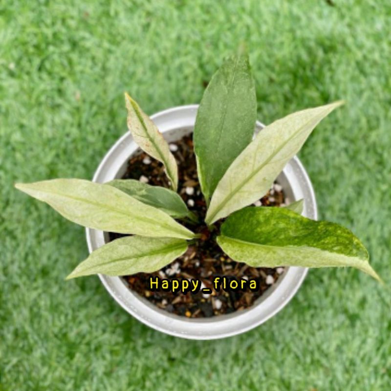 Jual New promo biji/benih anthurium gelombang cinta mint | Shopee Indonesia