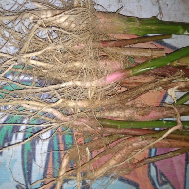 Jual akar bayam duri segar 100 gram | Shopee Indonesia