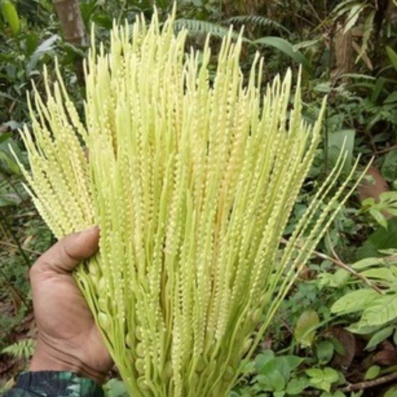 Jual bunga pinang segar/kemang jame/bunga pinang 500 gram | Shopee ...