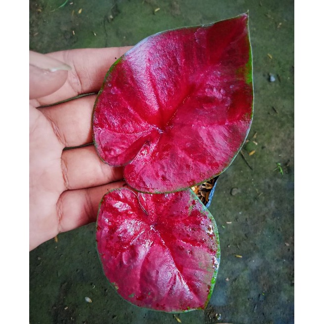 Jual Caladium Red Devil | Shopee Indonesia