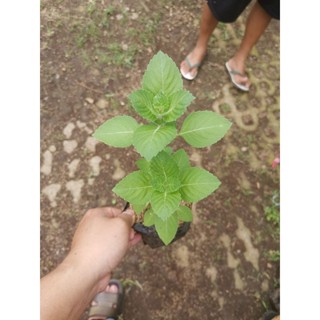 Jual Tanaman herbal holy basil / daun ruku ruku / daun tulsi / holly ...