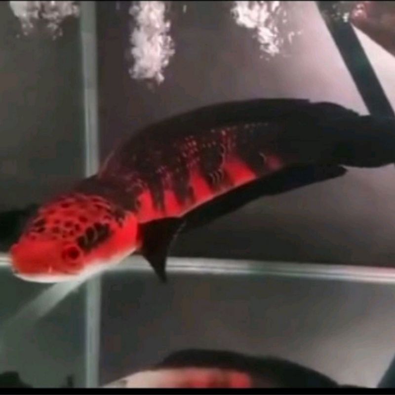 Jual Red Barito Original Cabung 10-20 cm | Shopee Indonesia