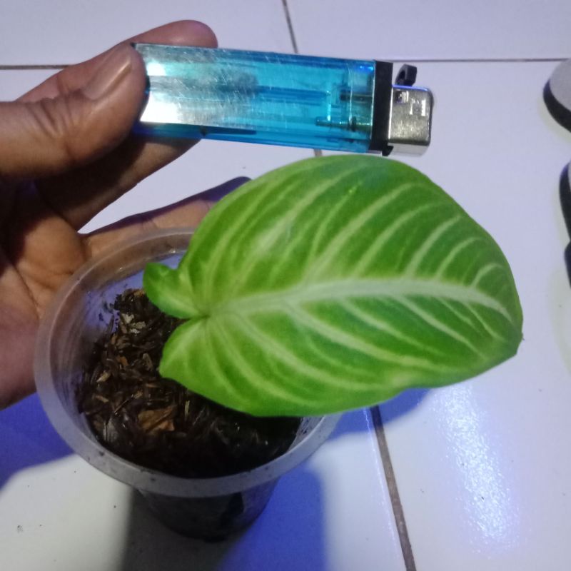 Jual tanaman antasoma lindeni | Shopee Indonesia