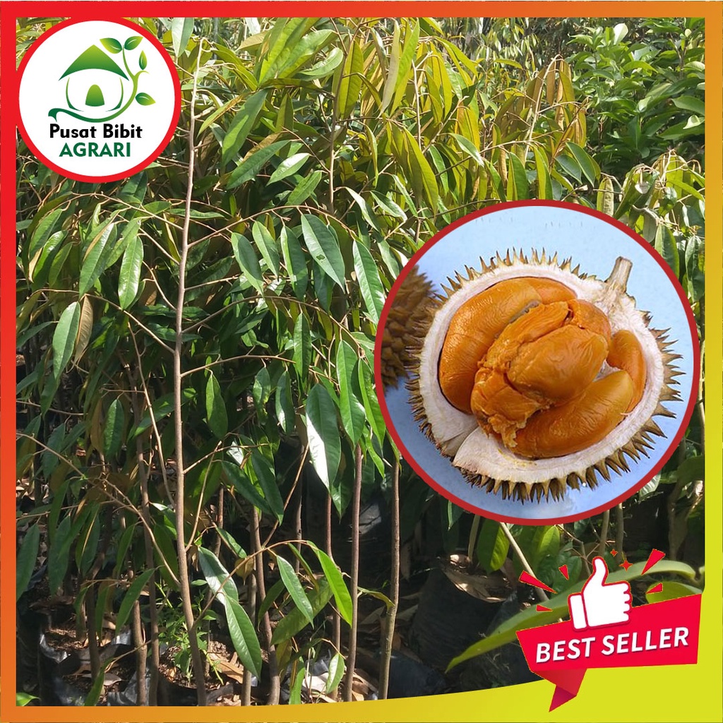 Jual (+ 1 METER) Bibit Durian Duri Hitam Asli Tanaman Buah Hasil Okulasi Super Genjah Unggul ...