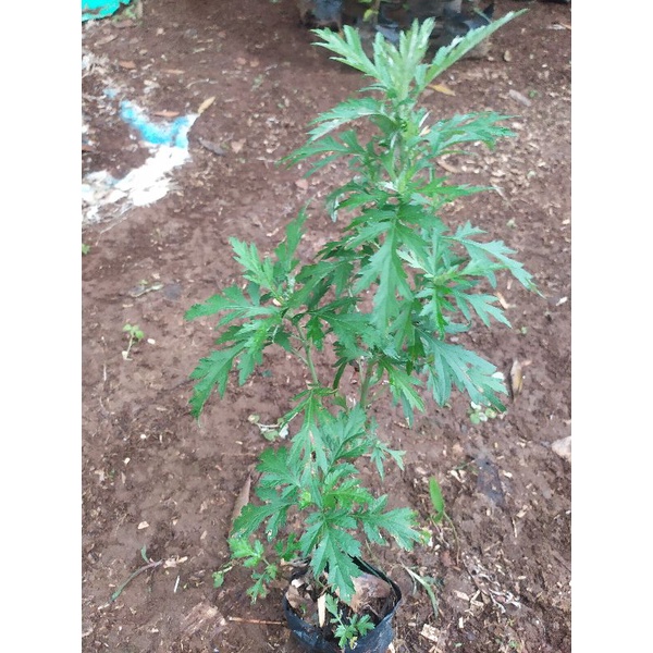 Jual pohon baru cina daun baru cina herbal beli 4 bonus 1 | Shopee ...