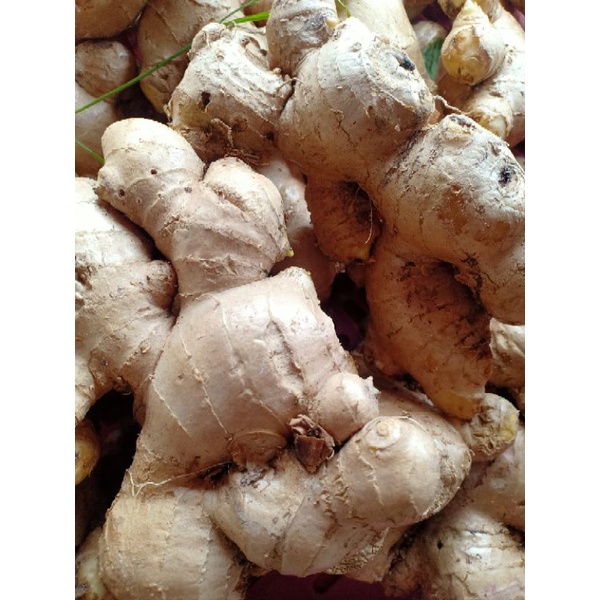 Jual Jahe Besar | Shopee Indonesia