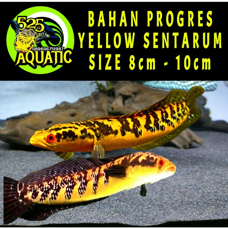 Jual Bahan progres yellow senta rum garansi bar simet rapi dorsal full ...