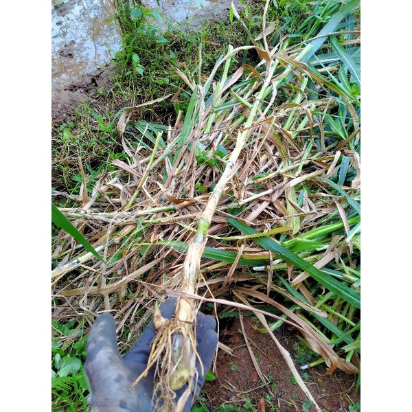 Jual stek bibit rumput gama Umami dan BB biogen | Shopee Indonesia