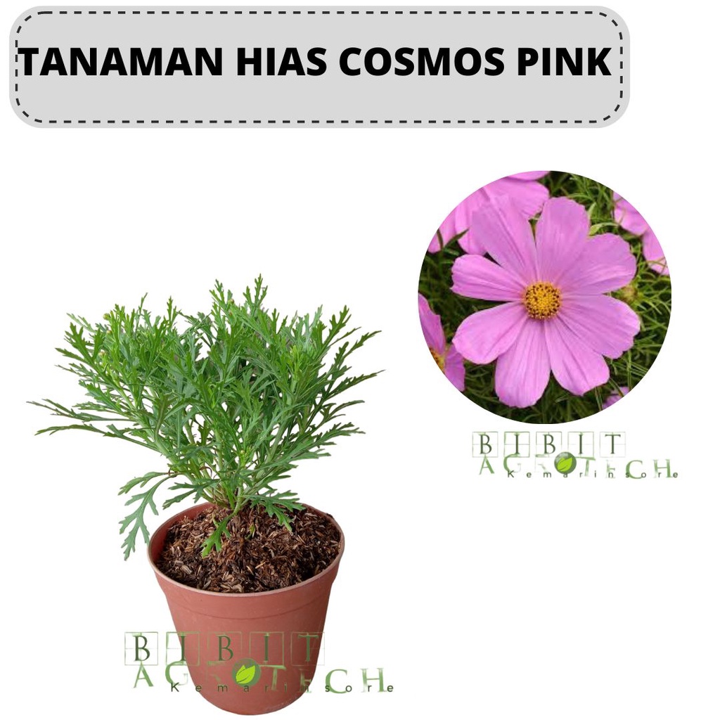 Jual Bibit Tanaman Hias Bunga Cosmos Pink/ Bunga Daisy | Shopee Indonesia