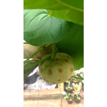 Jual bibit kentang gantung/kentang udara/air potato | Shopee Indonesia