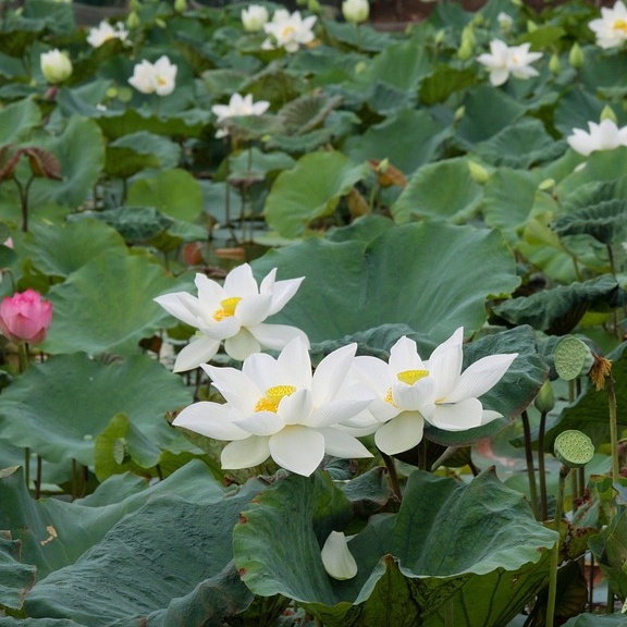 Jual biji benih bunga lotus pink kelopak tunggal lotus putih kelopak ...