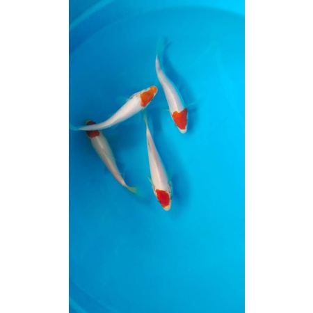 Jual Koi tancho berkwalitas / ikan koi tancho / bibit ikan koi merah ...