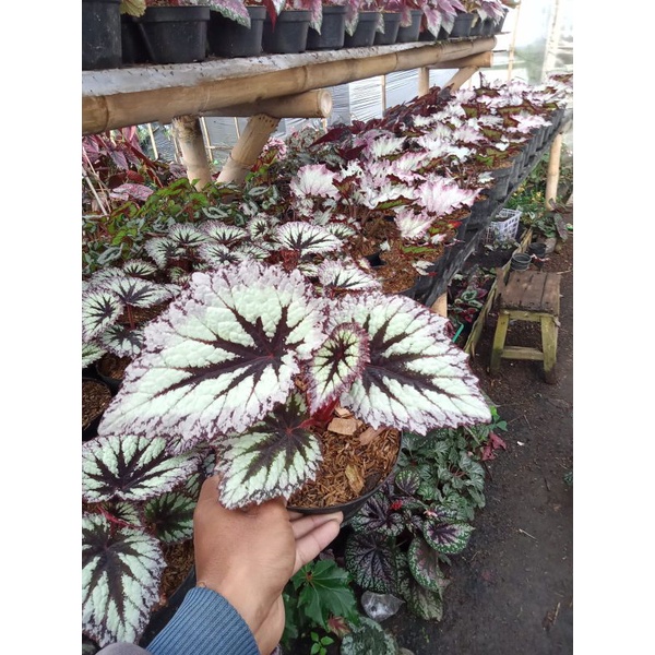 Jual Begonia ice cream | Shopee Indonesia