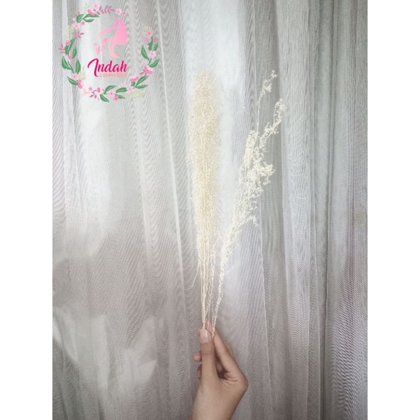 Jual Grass Dekorasi Rustik Tanaman Daun Kering bunny tail lagurus Palm ...