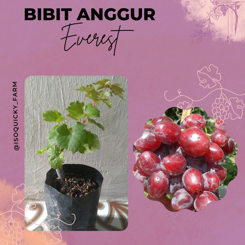 Jual 30-40cm/3-5 Mata Tunas Bibit Anggur Everest (IMPORT) | Shopee ...