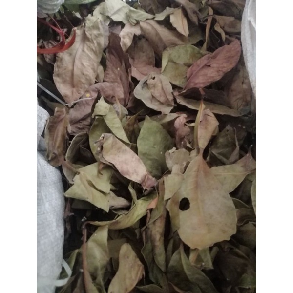Jual Daun salam kering 1 kg | Shopee Indonesia