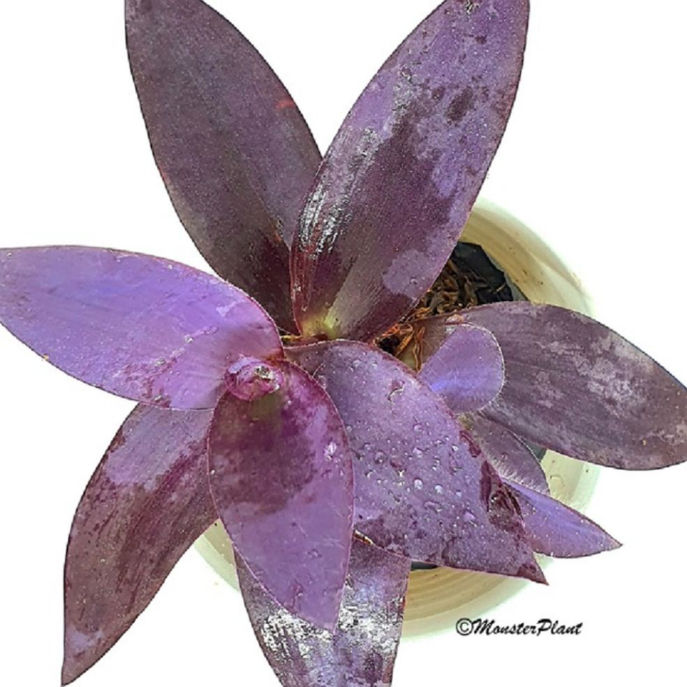 Jual Tanaman hias tradescantia pallida daun ungu / tanaman hias sosor ...