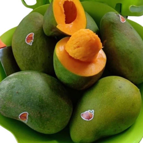 Jual Mangga Alpukat Harum Manis Mangga Gadung Klonal Mangga Arum Manis ...