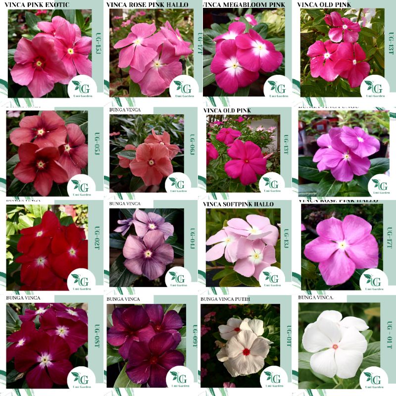 Jual Aneka Warna Benih Bunga Vinca Biji Tanaman Hias Tapak Dara Putih ...