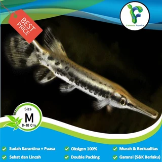 Jual Ikan Predator Terlengkap & Harga Terbaru Juli 2024 | Shopee Indonesia