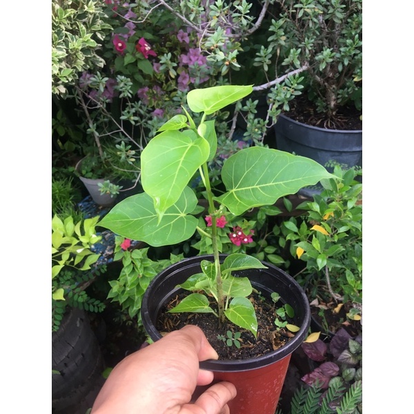 Jual Ficus Rumphii Bibit Bonsai Ficus Rumphii Pohon Ancak Semai Biji ...