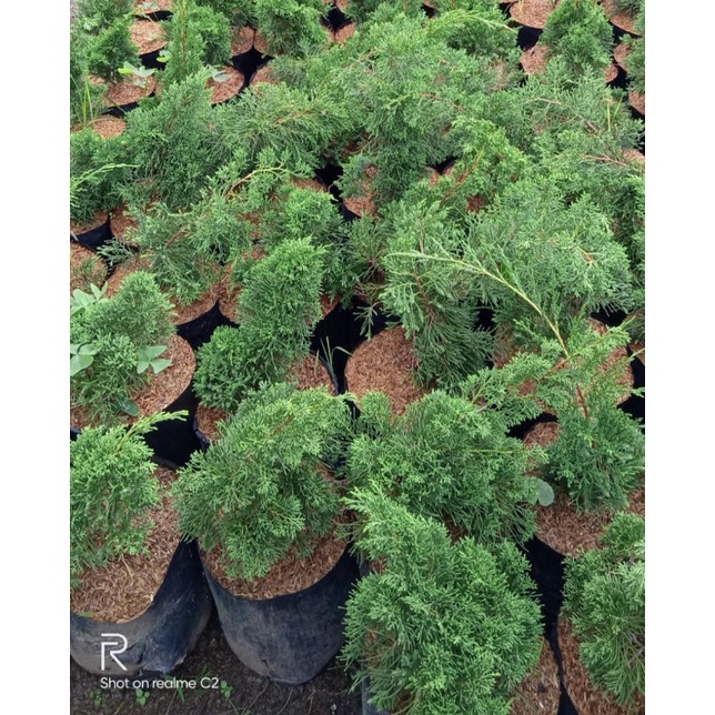 Jual bibit tanaman cemara hias sargenti | Shopee Indonesia