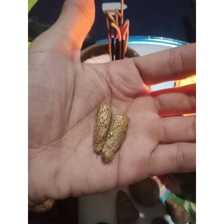 Jual wesi kuning asli Harga Terbaik & Termurah September 2024 | Shopee ...