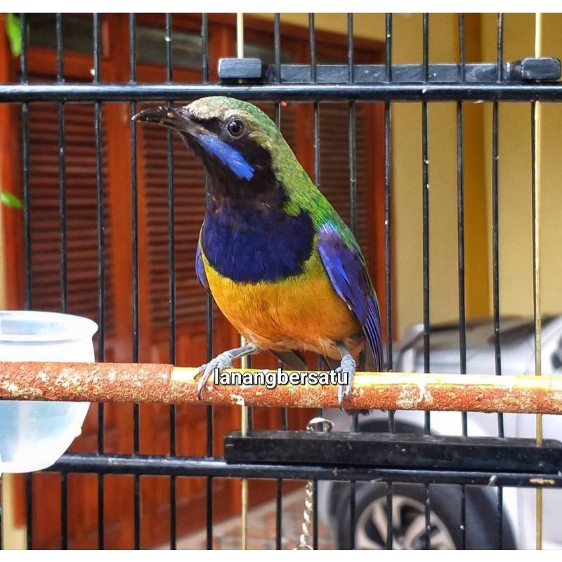 Jual Cucak cungkok jantan rawatan sudah mulai rajin bunyi | Shopee ...