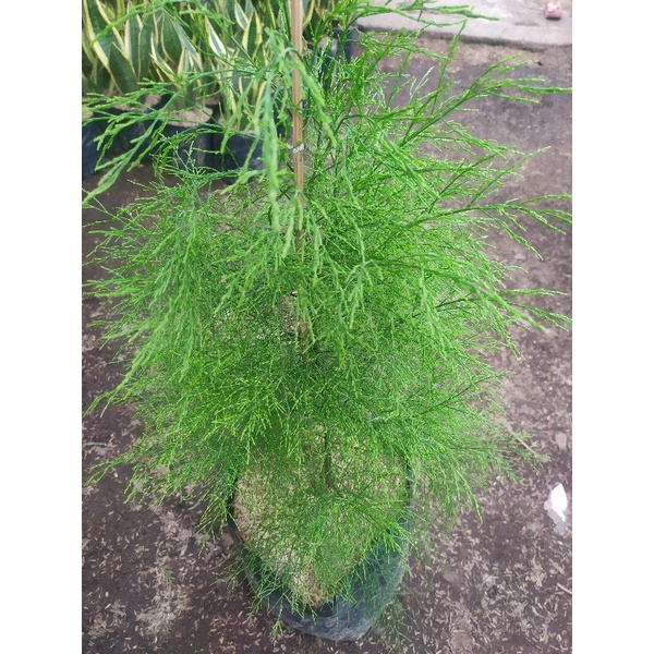 Jual pohon Cemara balon Cemara Bali daun Cemara balon 50cm | Shopee Indonesia
