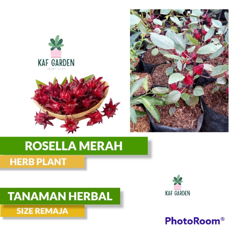 Jual Tanaman Herbal Rosela Bunga Rosella Merah Teh Bunga Rosella ...