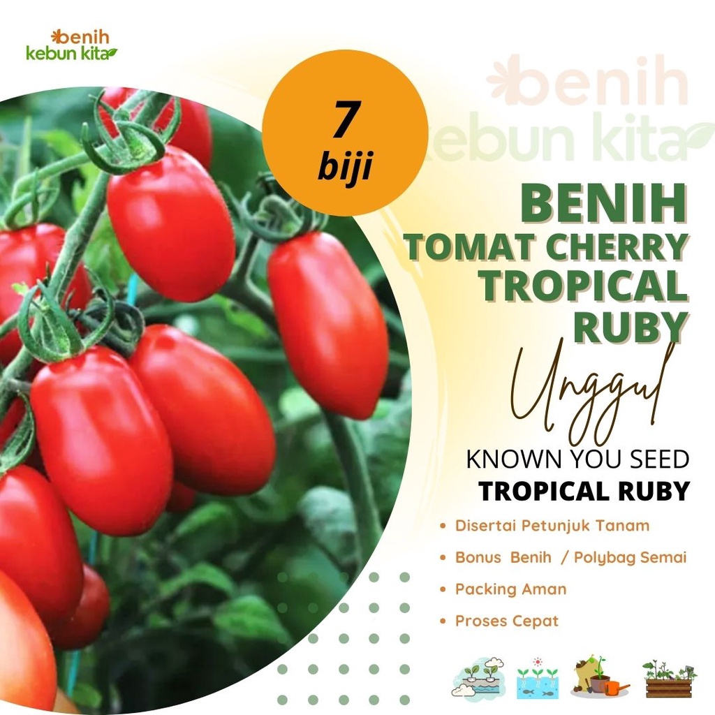 Jual Benih Tomat Cherry Tropical Ruby Biji Tanaman Tomat Ceri Tropical ...
