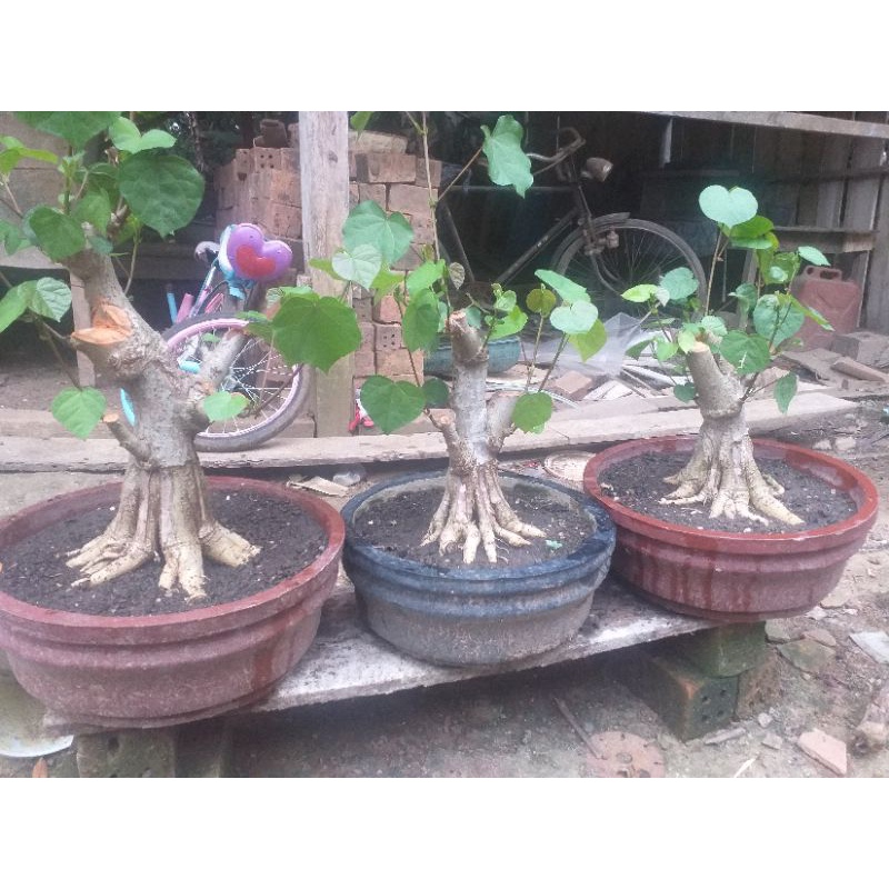 Jual bahan bonsai waru | Shopee Indonesia