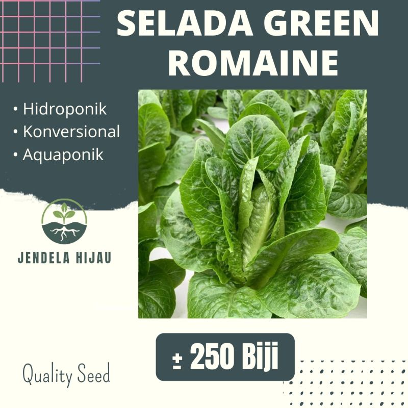 Jual Benih Selada Green Romaine Known-You Seed - Bibit Tanaman Sayuran Repack. | Shopee Indonesia