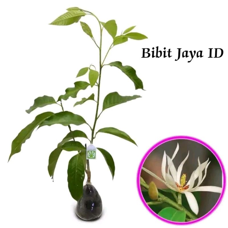 Jual Bibit Tanaman Bunga Kantil Putih Unggul (beli 5 free 1) | Shopee ...