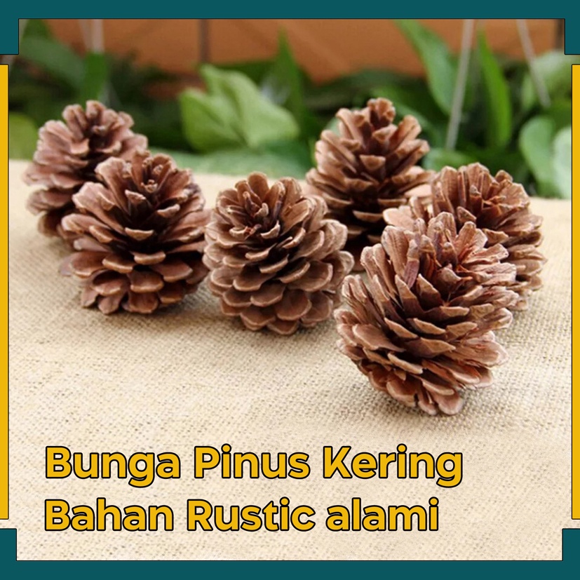 Jual (PAKET 100BIJI) BUNGA BIJI PINUS PINE CONE BAHAN RUSTIC ALAMI ...