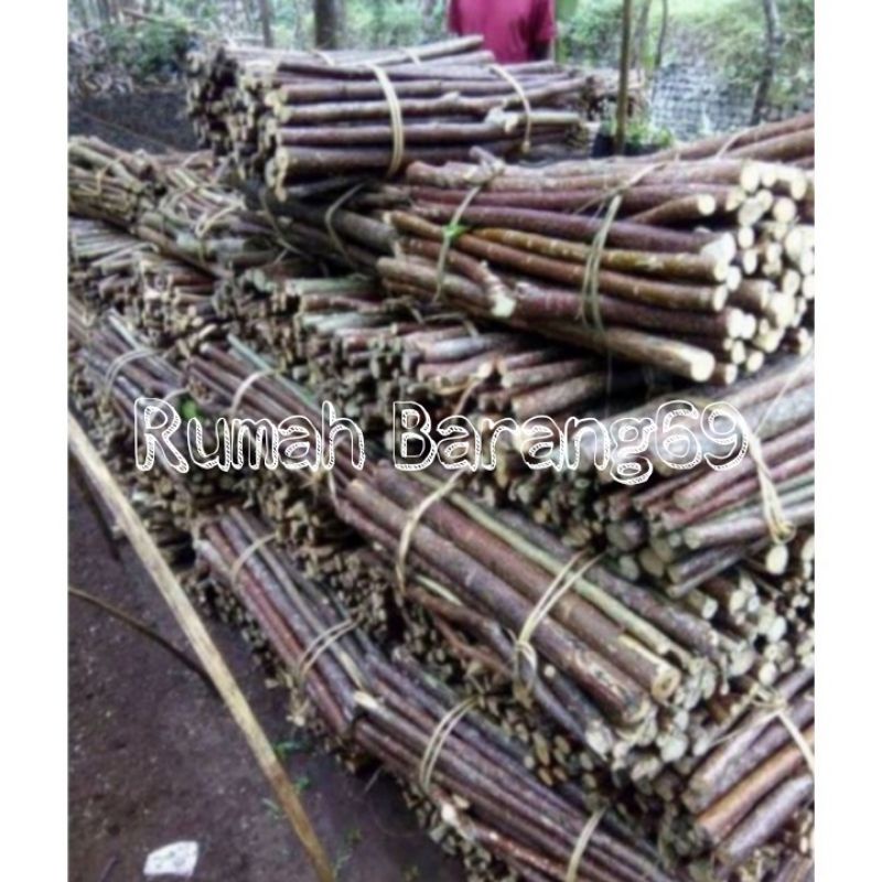 Jual Bibit Stek Pohon Gamal Panjang 25cm | Shopee Indonesia