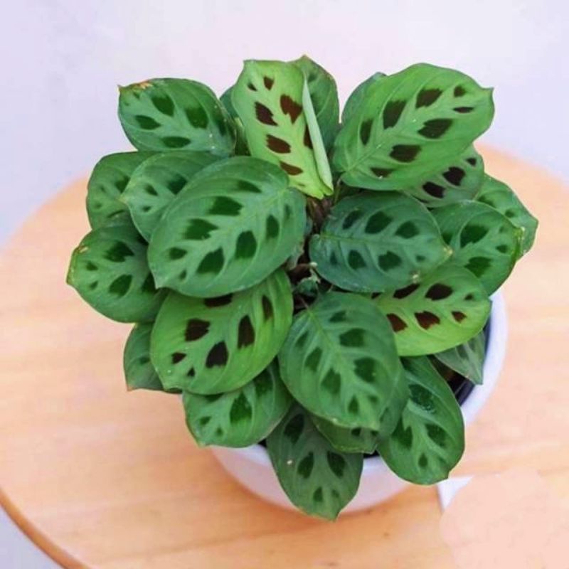 Jual Tanaman Hias Calathea Beauty Star - Crimson - Calathea Corona ...