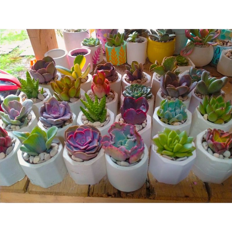 Jual Kaktus sukulen mini dan pot | Shopee Indonesia